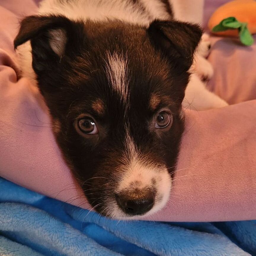 Щенки, расцветка "коровки в масках"