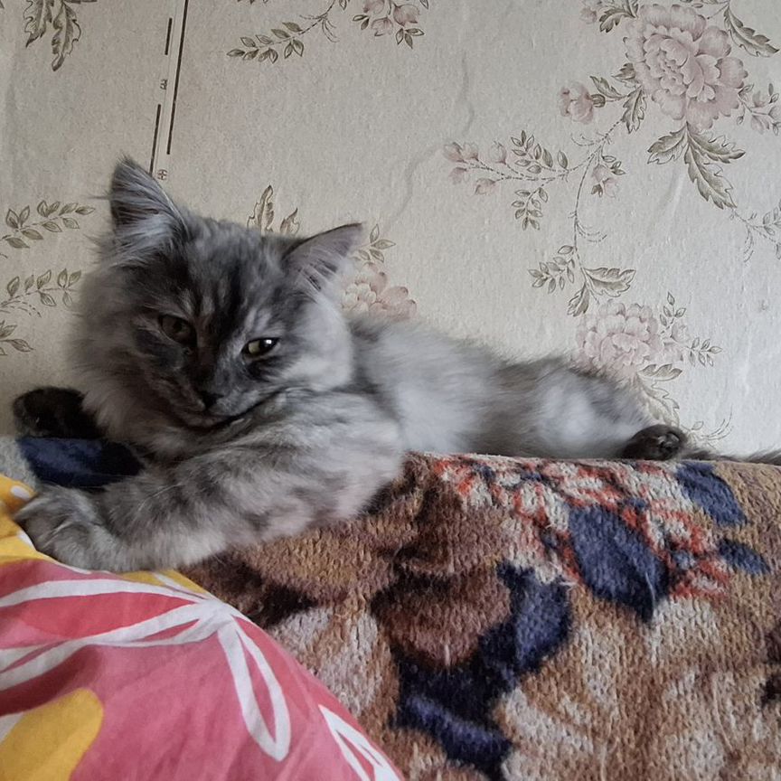 Отдам вот такую прекрасную малышку