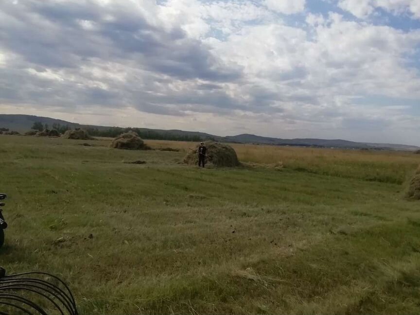 Продам сено