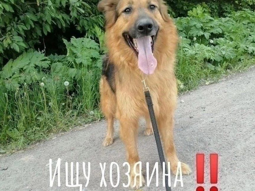Собака в добрые руки