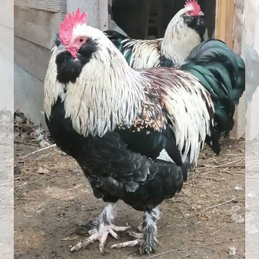 Петухи домашние молодые