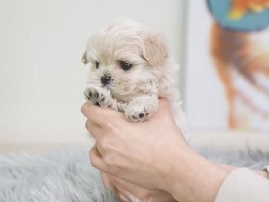 Мальтипу micro teacup из Кореи