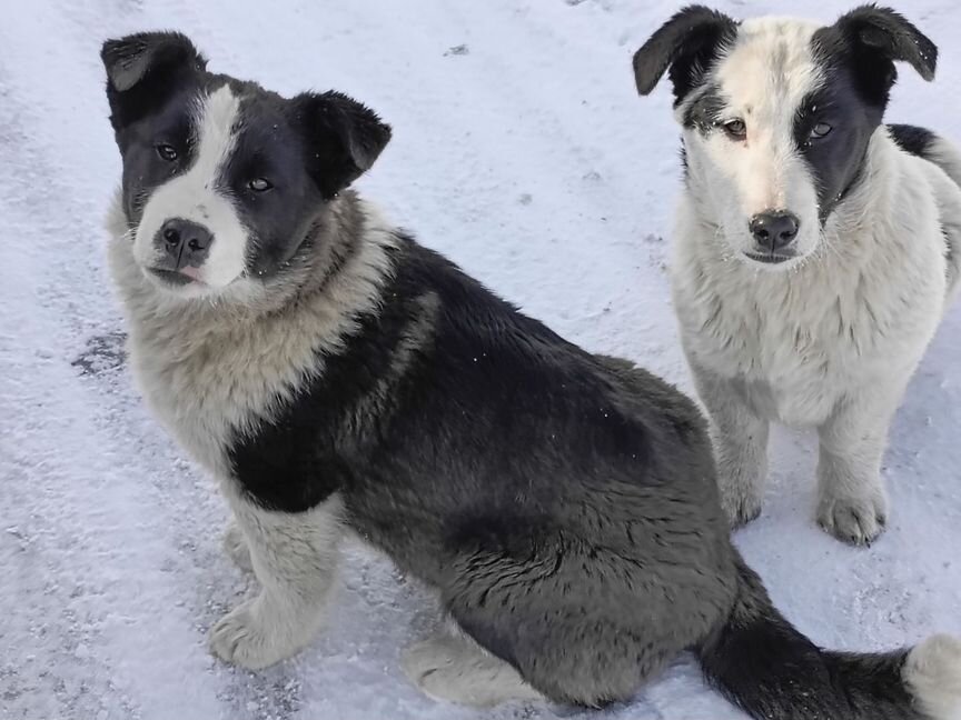 Собака в добрые руки отдам бесплатно щенки