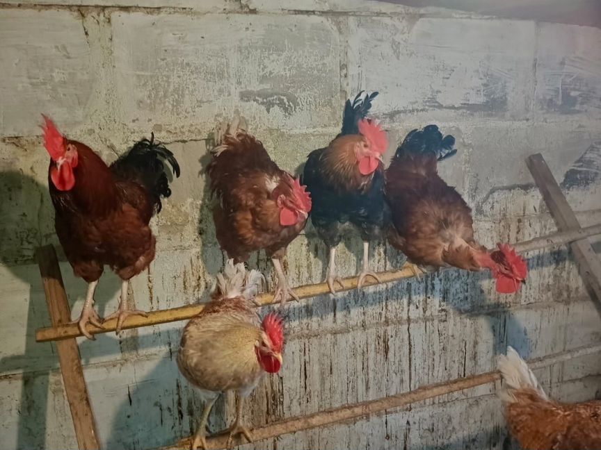 Продам петуха
