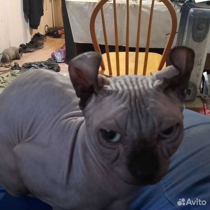 Канадский мини эльф