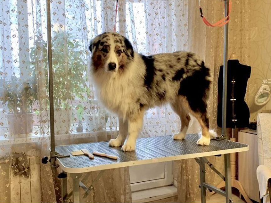 Стол для груминга с П-кронштейном