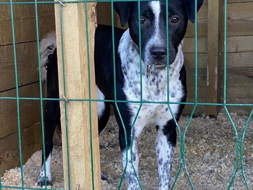 Собака Баста в хорошую семью бесплатно