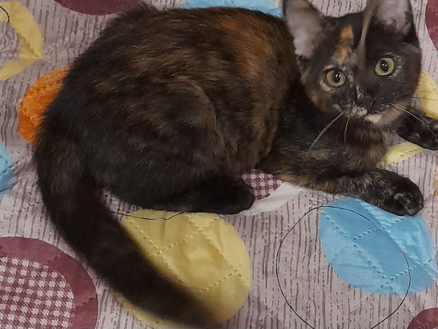 Котенок девочка в добрые руки