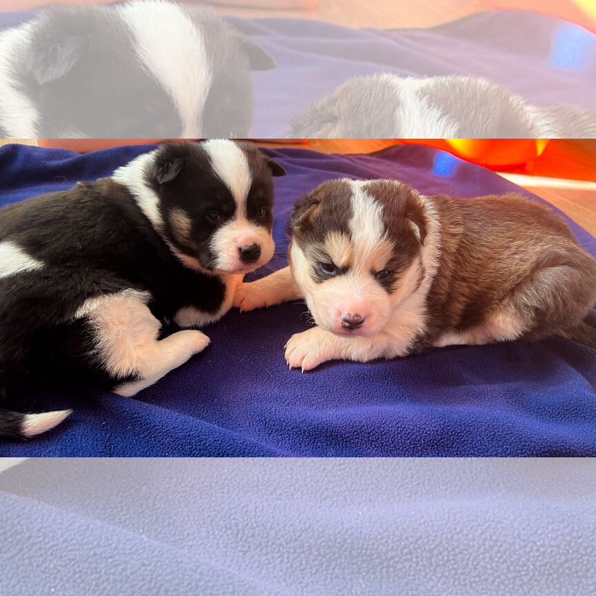 Сибирский хаски, щенок