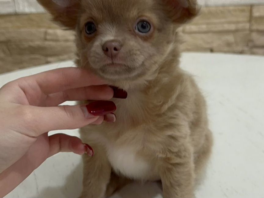 Солнечная девочка чихуахуа