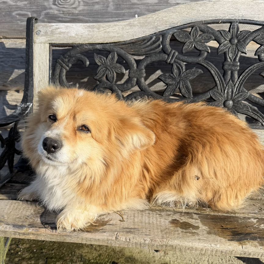 Вельш Корги Пемброк, взрослая собака