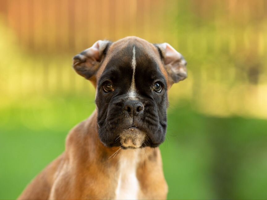 Боксер щенок