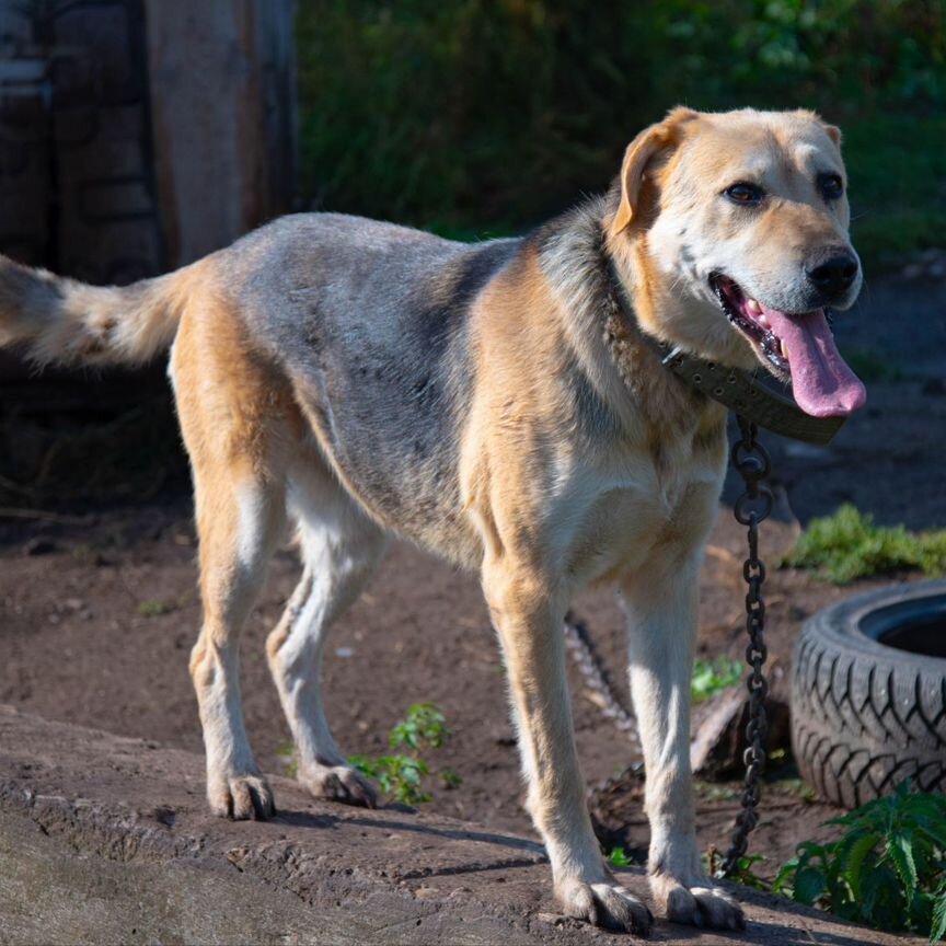 Ника ищет дом