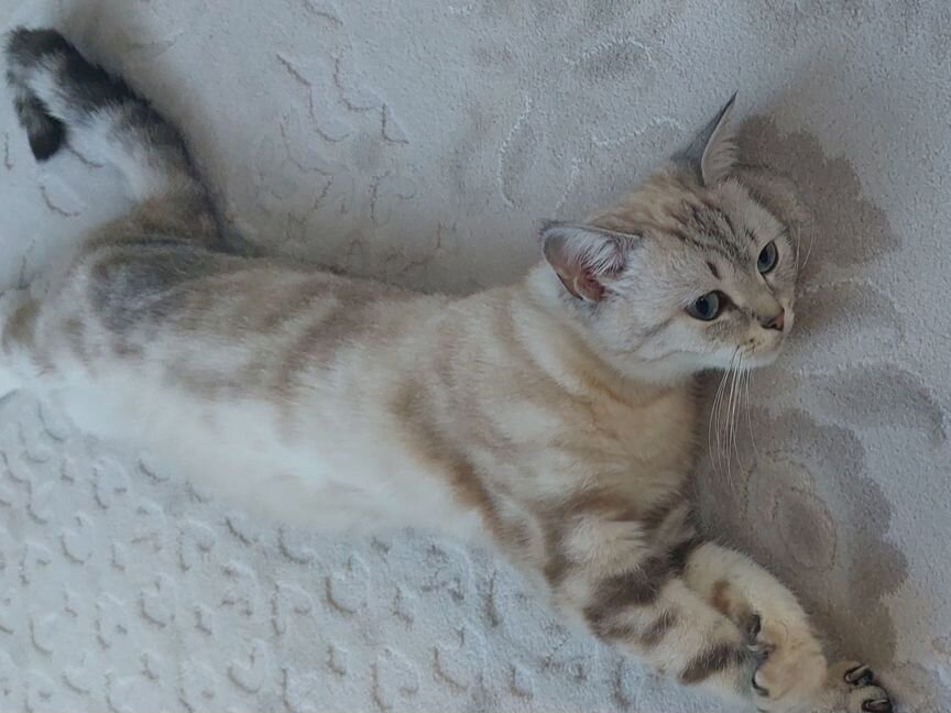 Снежный бенгал