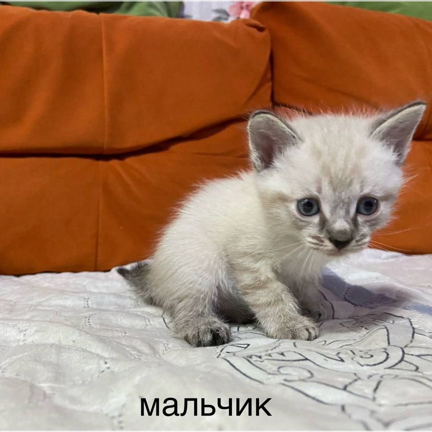 Котята