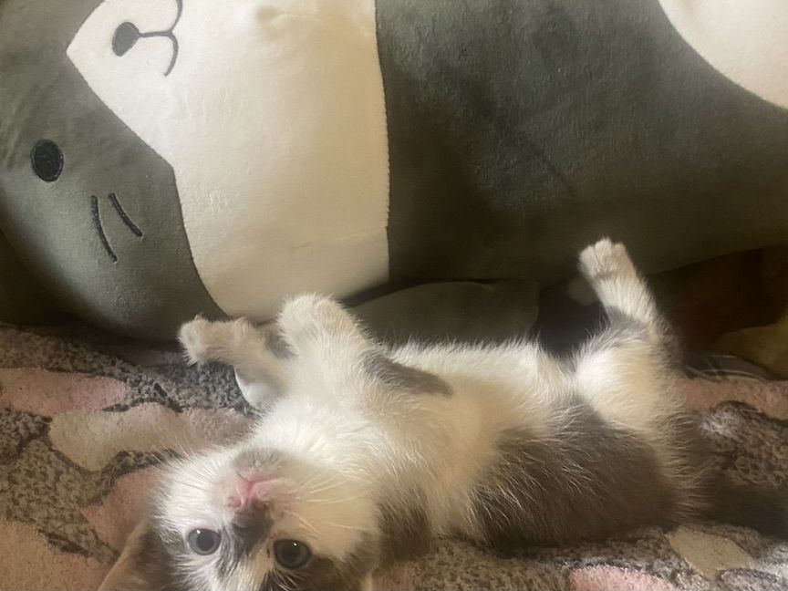 Кошечка