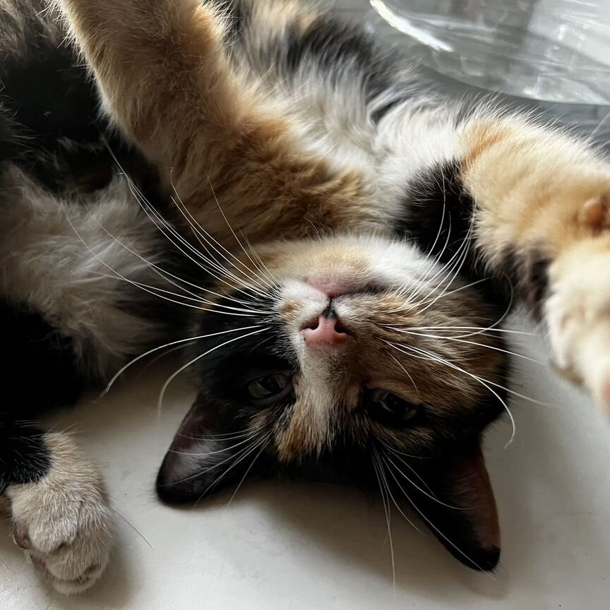 Трехцветная кошка в добрые руки