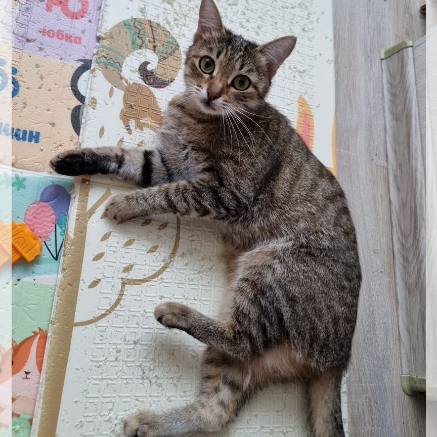 Взрослая, кошка в добрые руки