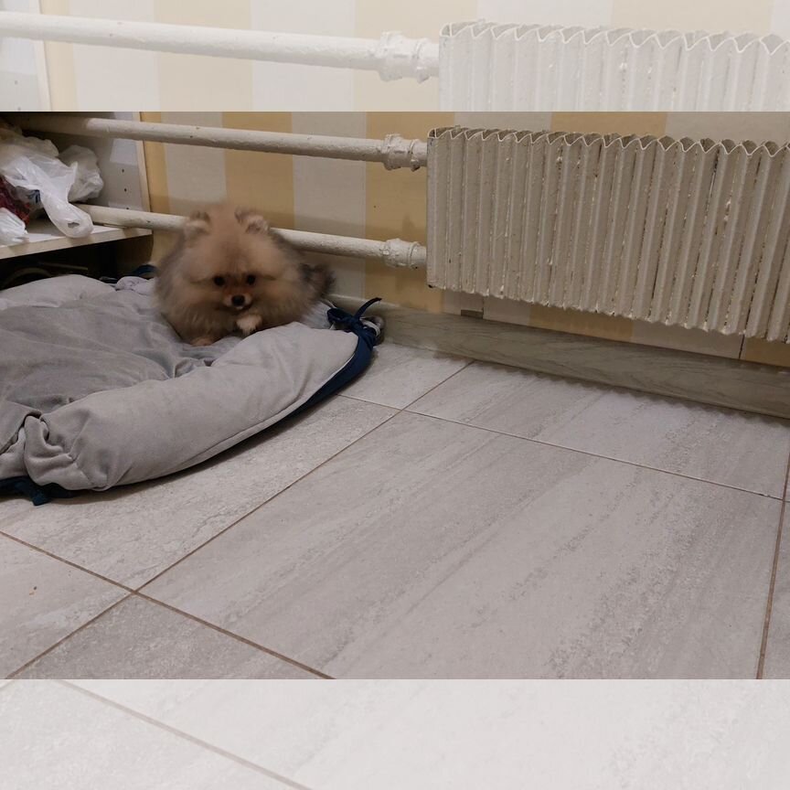 Померанский шпиц медвежьего типа