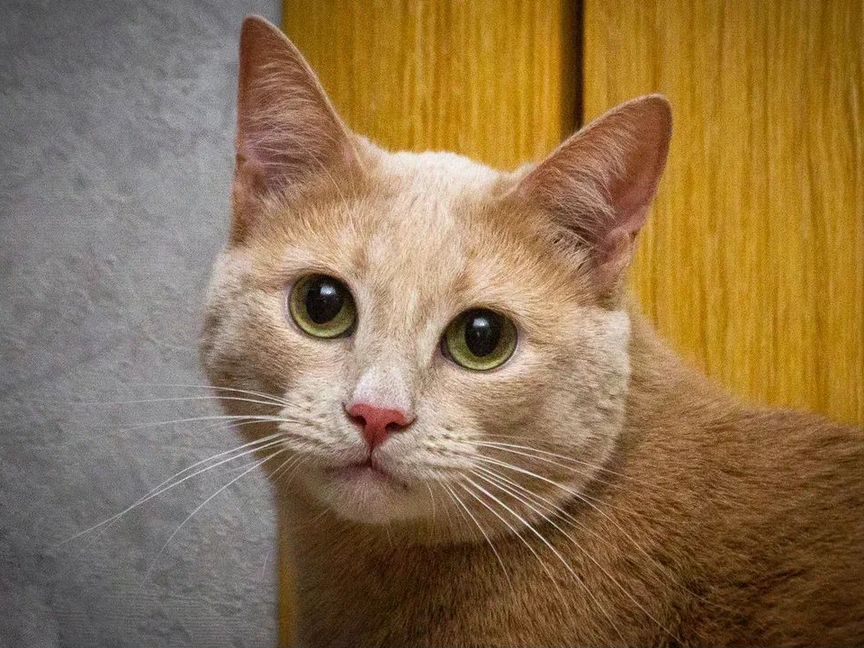 Котик ищет своего человека