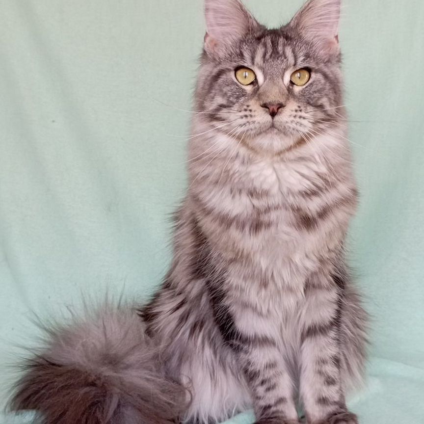 Кошка мейн-кун