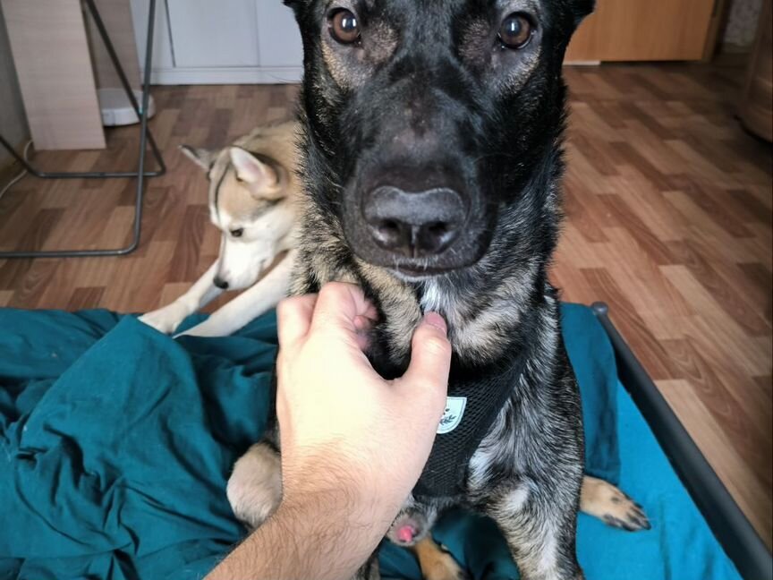 Пёс малинуа черный