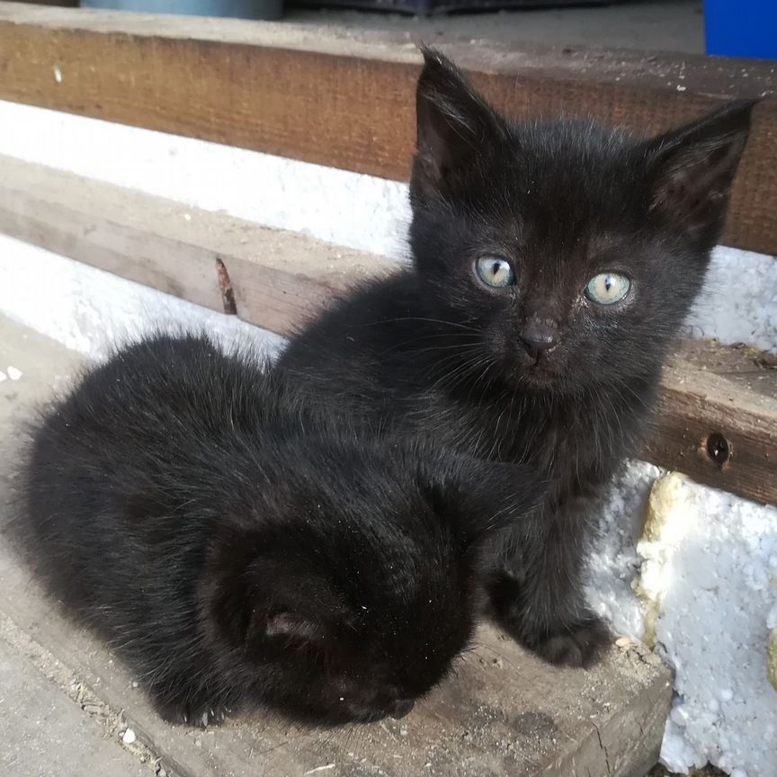 Котята от супер кошки мышеловки