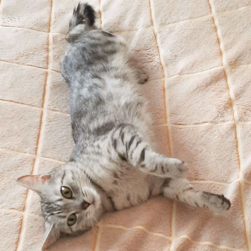 Ищем котика длявязки