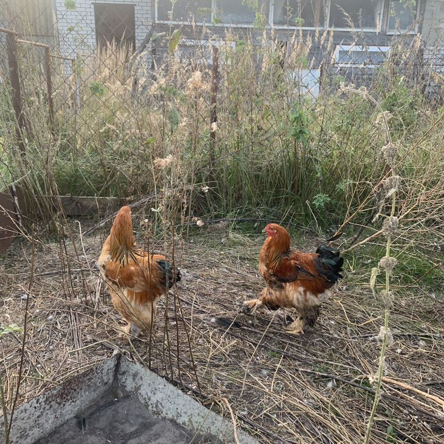 Продам петухов Брама Фавероль