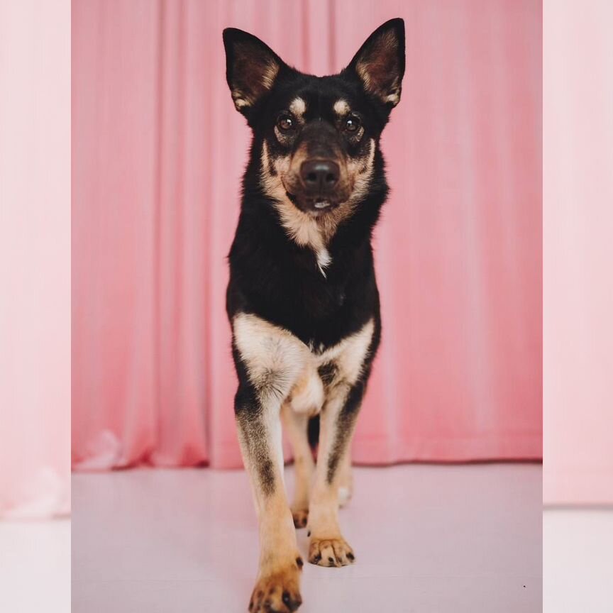 Взрослая собака в добрые руки