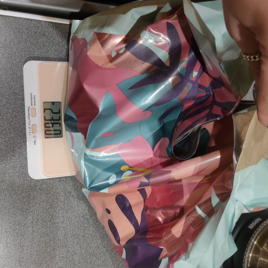 Домашние животные кошки