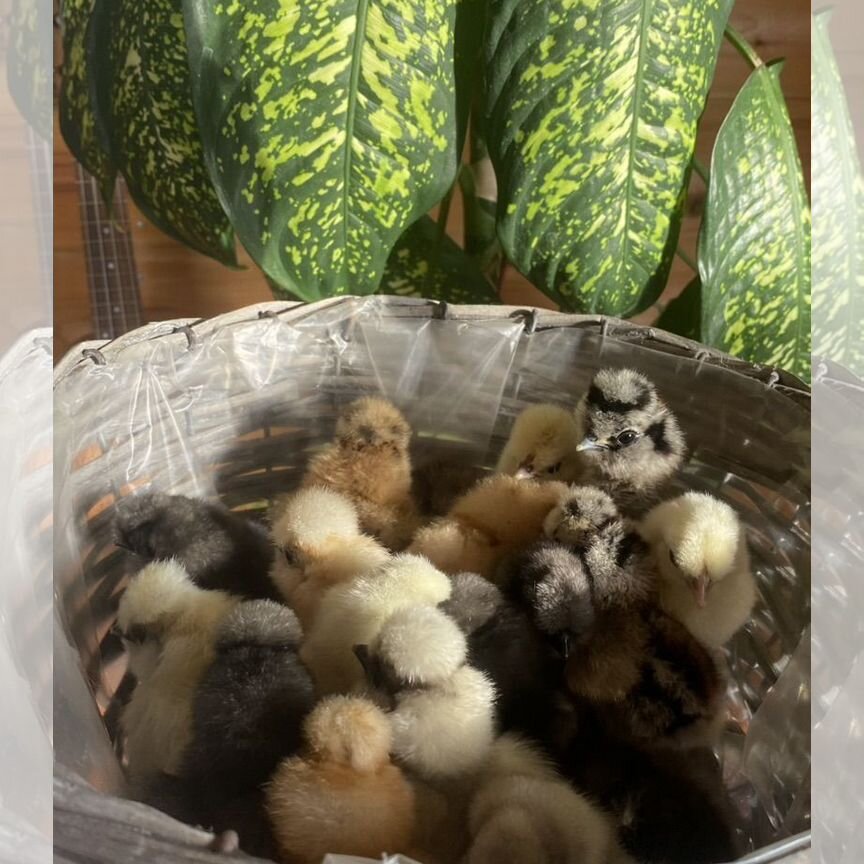 Цыплята китайской шелковой