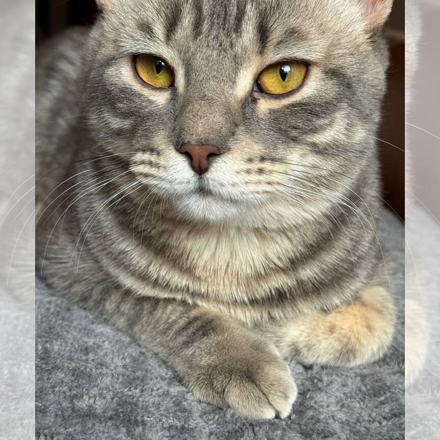 Британский короткошёрстный котёнок