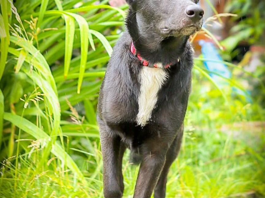Лея метис 8 мес в добрые руки бесплатно