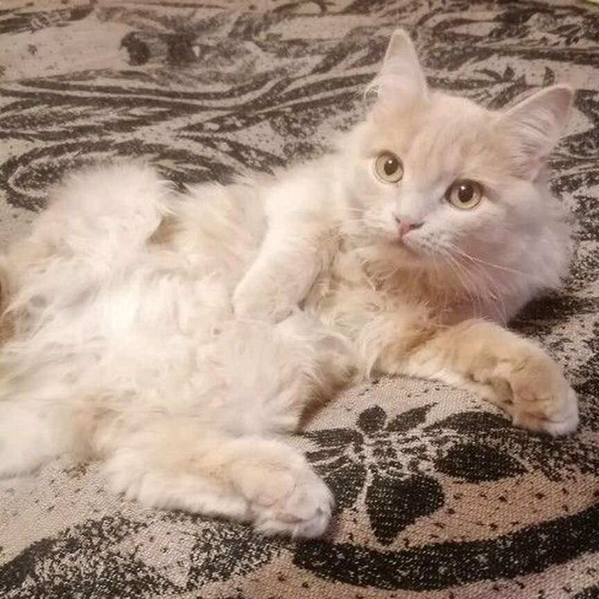 Кот в добрые руки