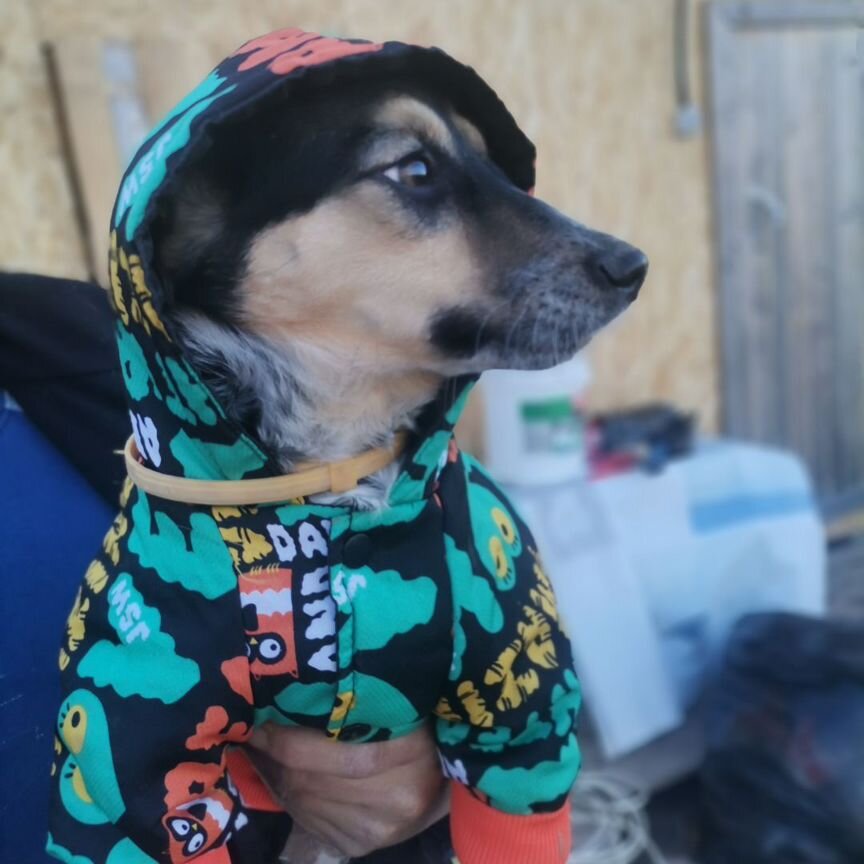 Щенок в добрые руки