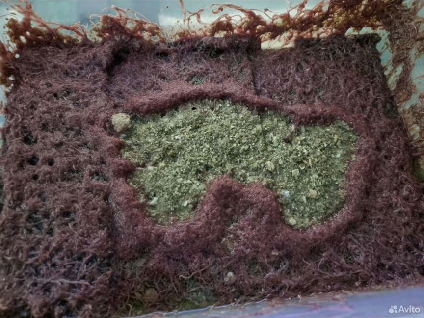 Трубочник изя