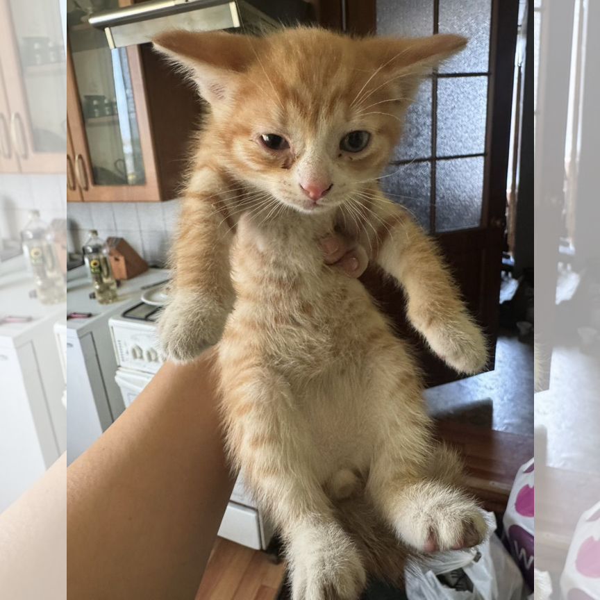 Котёнок в добрые руки
