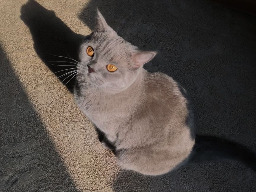 Кошка в добрые руки