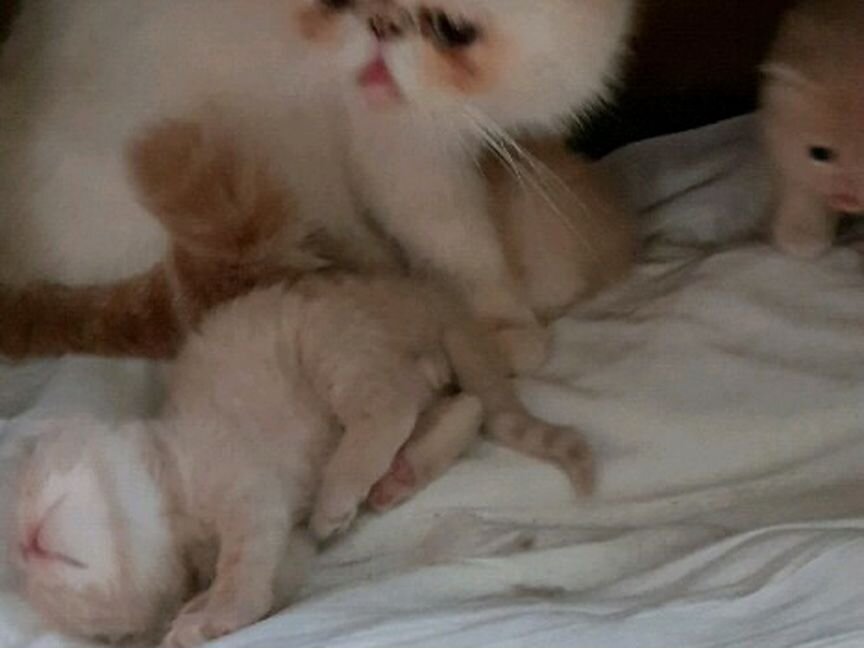 К О Т Я Т А