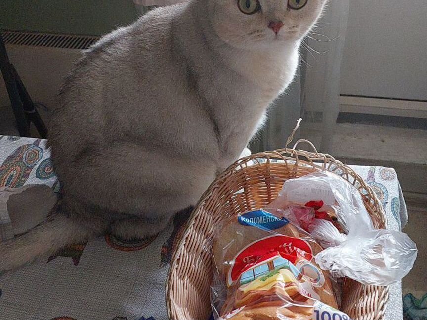 Отдаём ко а в надёжные руки