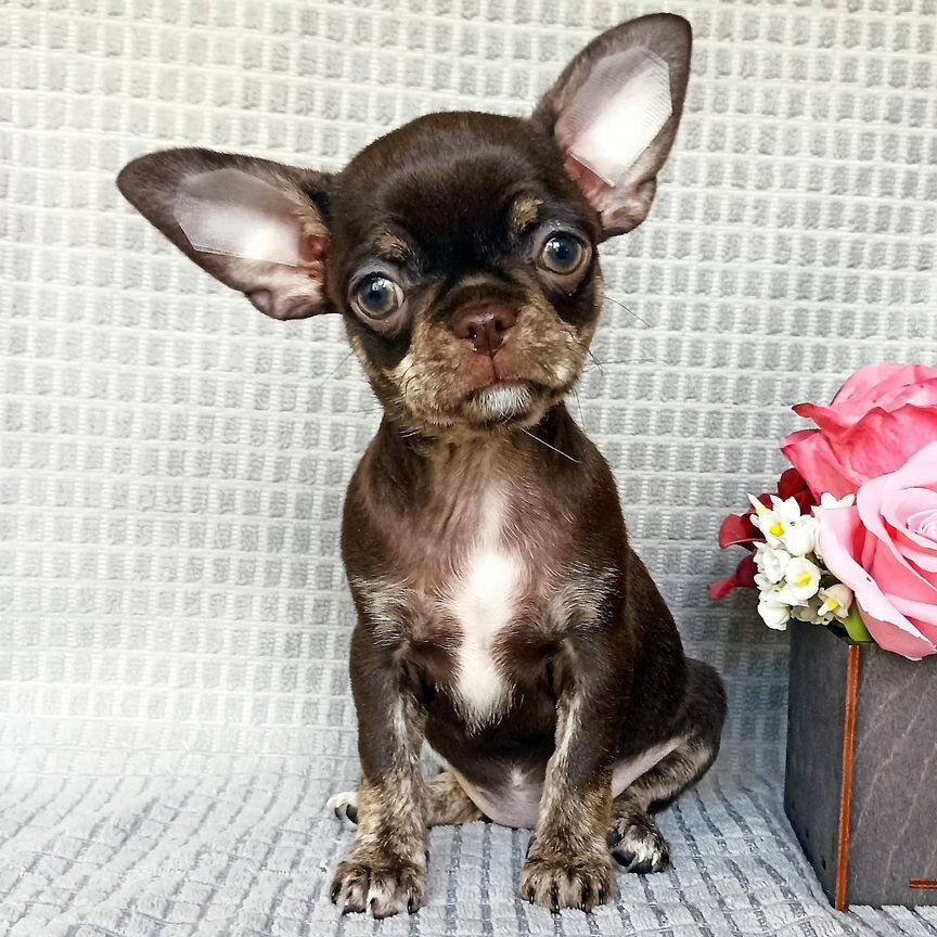 Девочка шоко-позитив чихуахуа