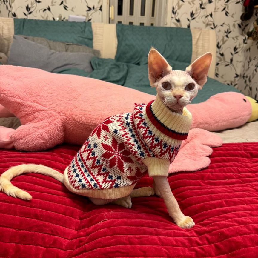 Девон рекс devon rex