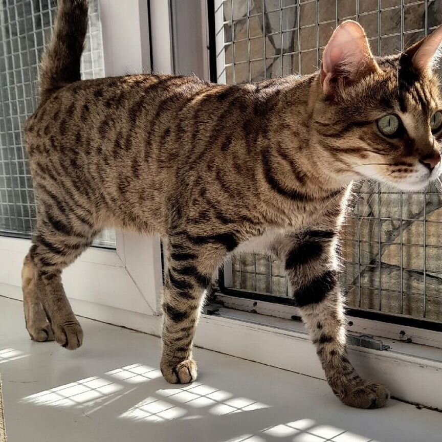 Взрослый кот в добрые руки