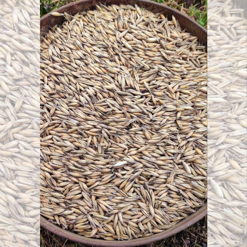 Зерно ячмень