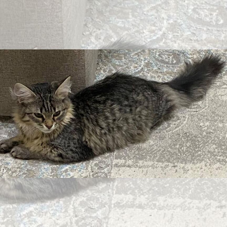 Котёнок в добрые руки