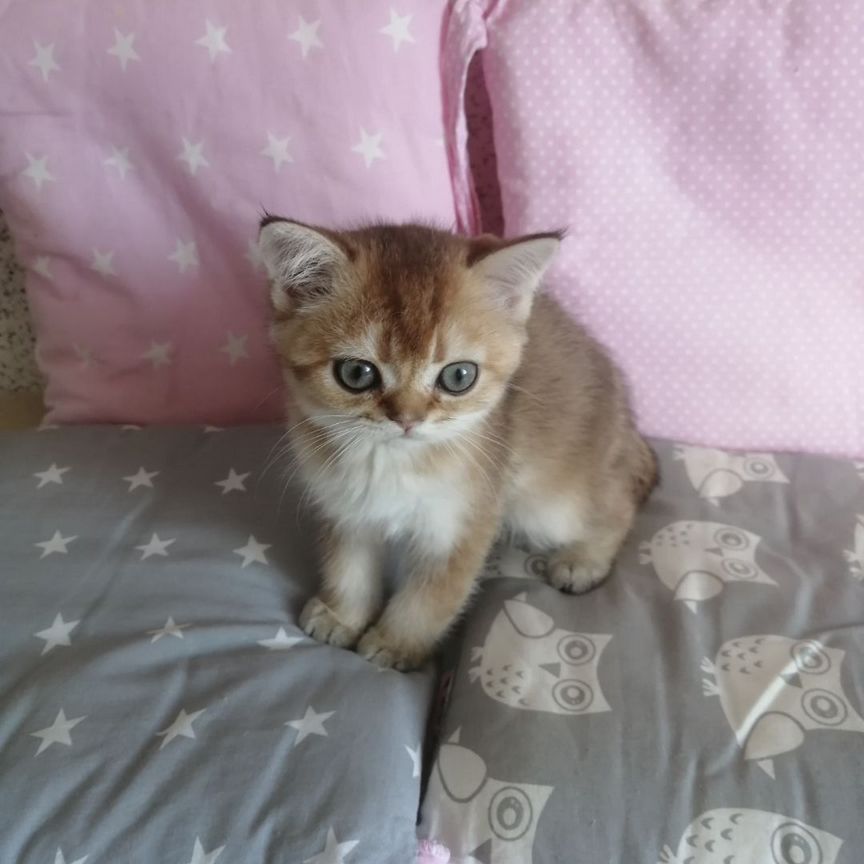Котик золотая шиншилла. Доставка