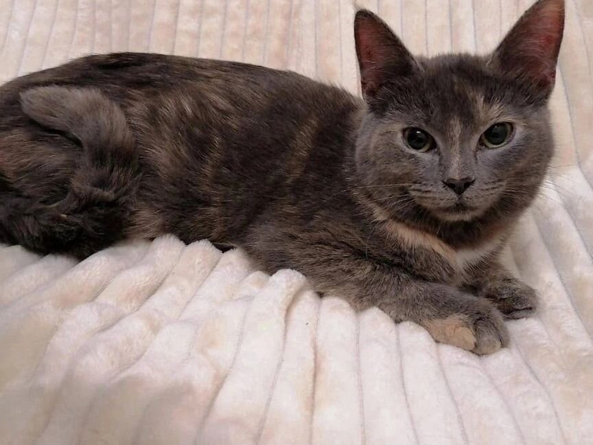 Отдам в добрые руки кошку Фаина
