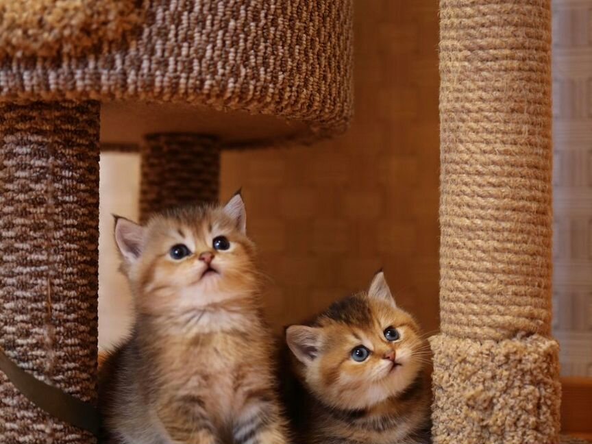 Котята золотая британская шиншилла