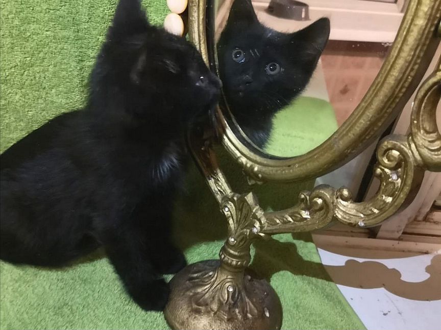 Котенок мальчик 2 месяца